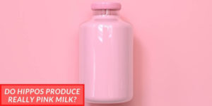 What Color is Hippo Milk? Is It Really Pink?