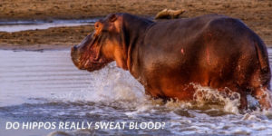 What Color is Hippo Sweat? Is It Blood Sweat?