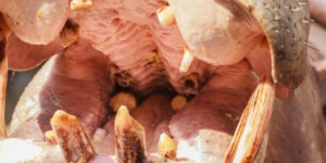 Hippo Teeth | How Many Teeth Does A Hippo Have?