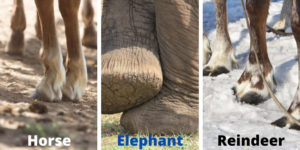 Do Hippos Have Hooves? The Fabulous Feet Story
