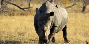 Why Do Rhinos Charge? A Tourist Survival Guide