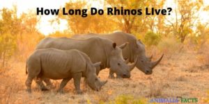 How Long Do Rhinos Live? Rhino Life Cycle Explained