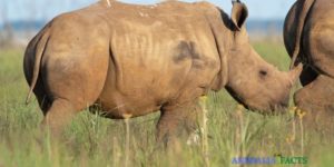 How Long Do Rhinos Live? Rhino Life Cycle Explained