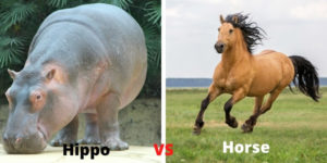 How Fast Can a Hippo Run | 4 Wondrous Facts