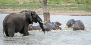 Elephant vs Hippo | Who Would Win in a Fight?