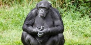 Do Tigers Have Opposable thumbs? Animalia Facts