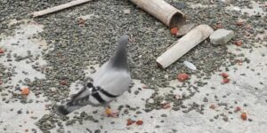 Do Pigeons Have Ears? Surprising Facts!