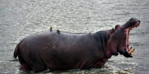 Hippo vs Tiger | Who Would Win in a Fight?