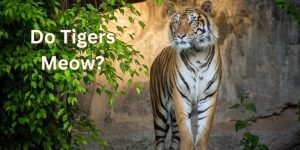 Do tigers meow? Let's Find Out