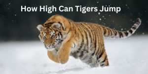 How High Can Tigers Jump? Explained