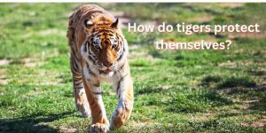 How Do Tigers Protect Themselves? 5 shocking Adaptations Explained